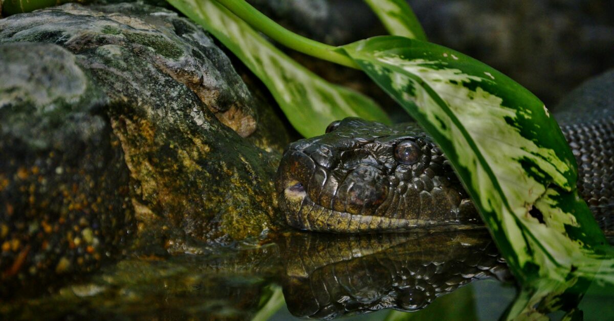 Newly-discovered Green Anaconda variant – the largest snake species ...
