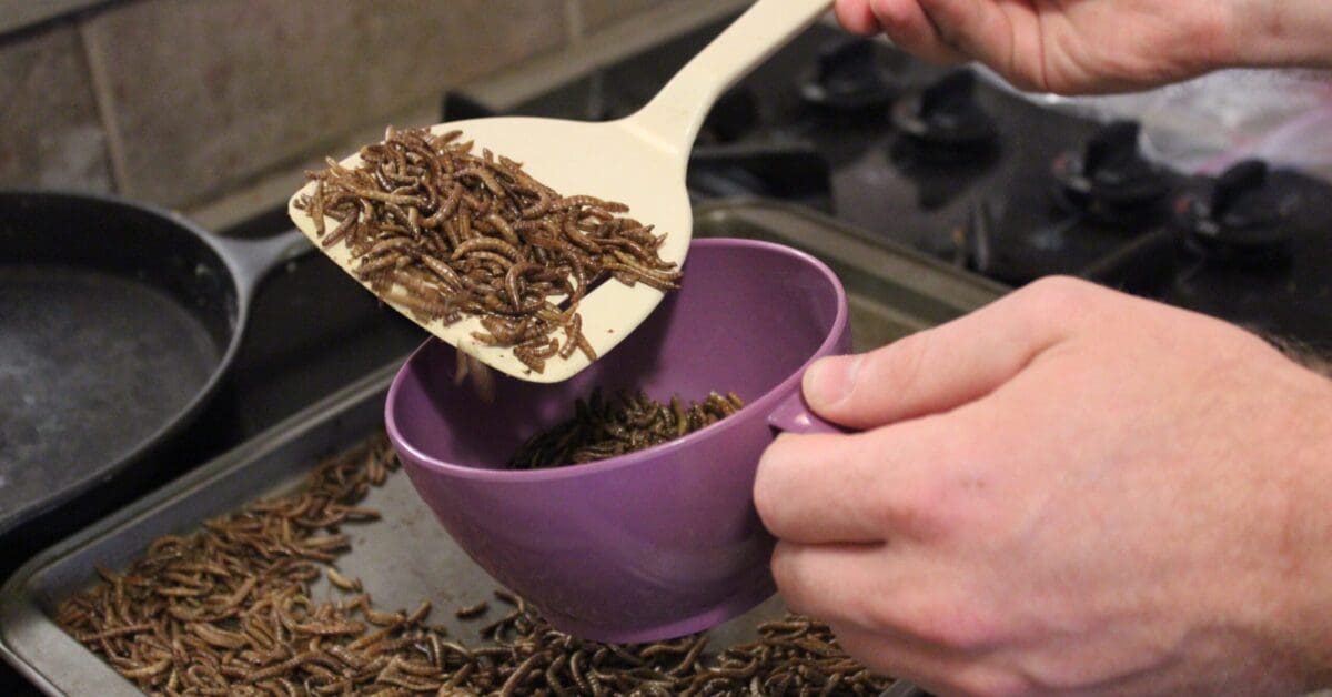 Waiter… There’s a bug in my soup: Singapore approves 16 bugs for human ...